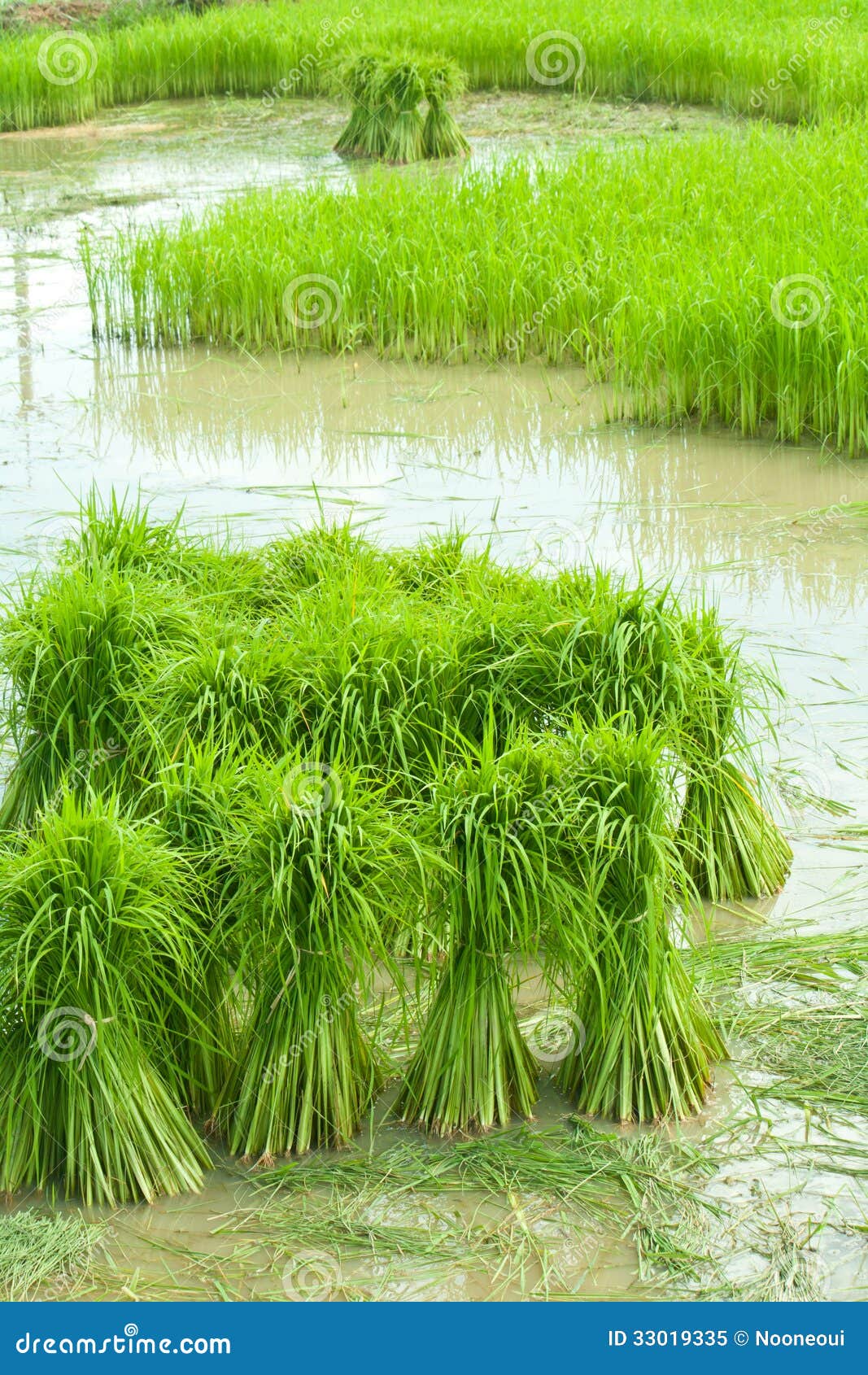 Row of rice in farm stock image. Image of countryside - 33019335