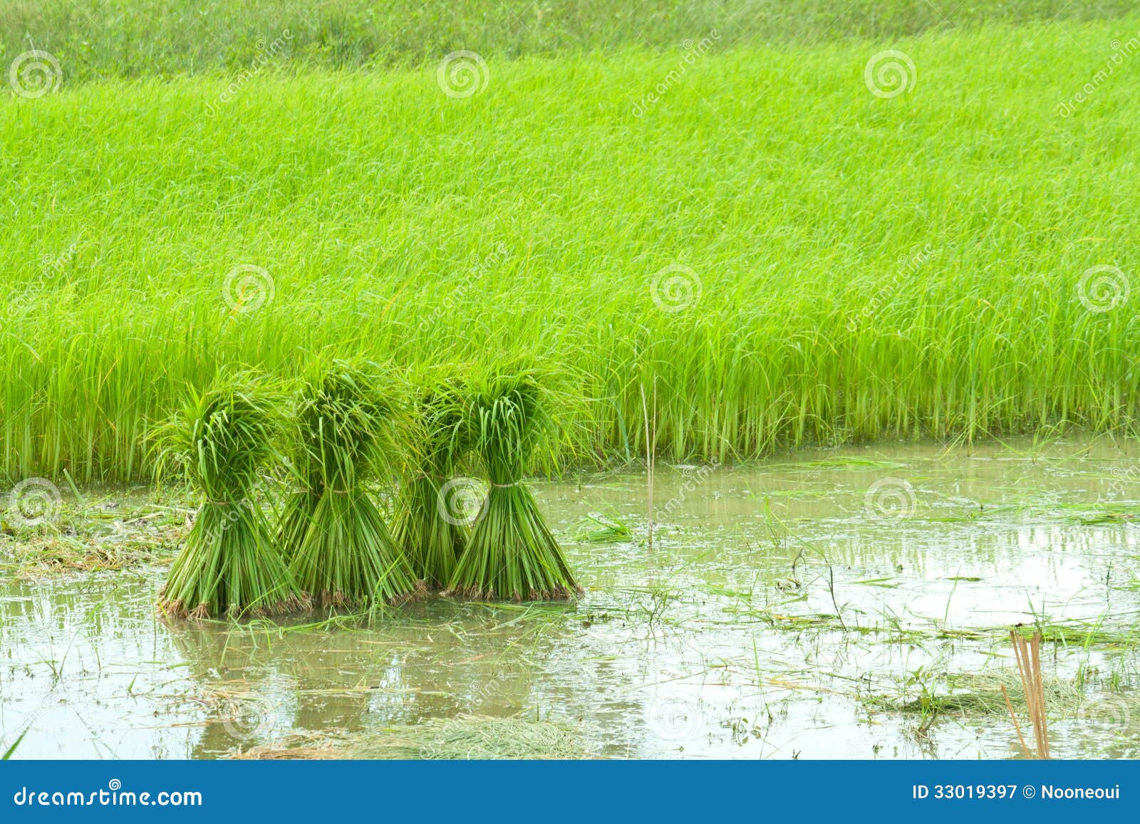 Row of rice in farm stock image. Image of asia, environment - 33019397