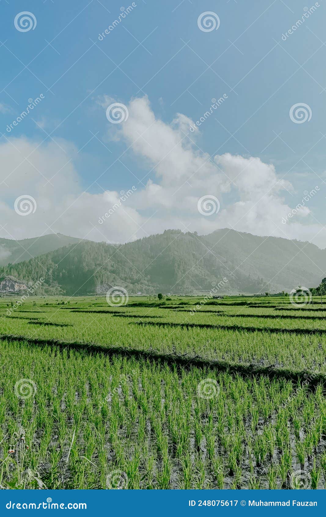 Row of Rice Fields and Mountains Stock Image - Image of food, beauty ...