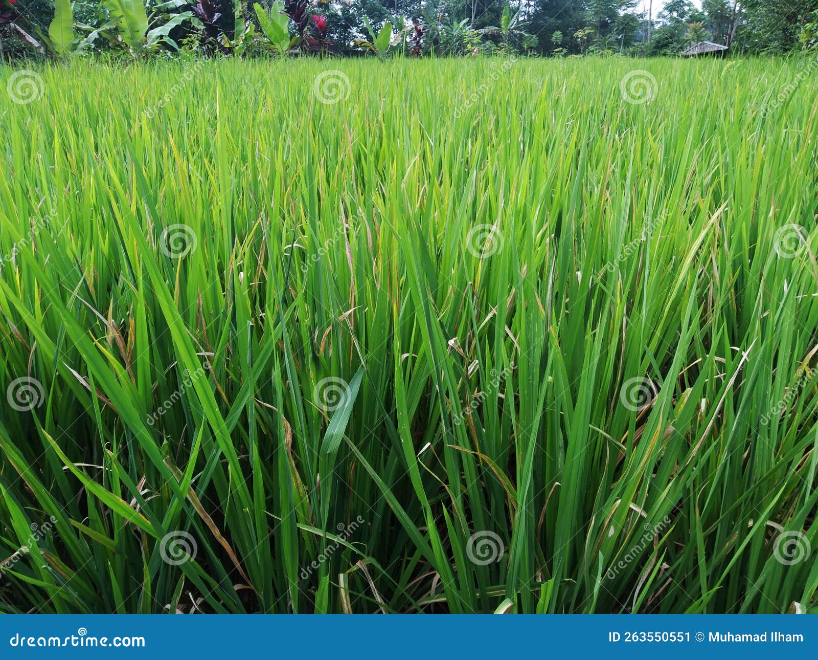 A Row of Rice Fields in a Paddy Field. Stock Image - Image of landscap ...