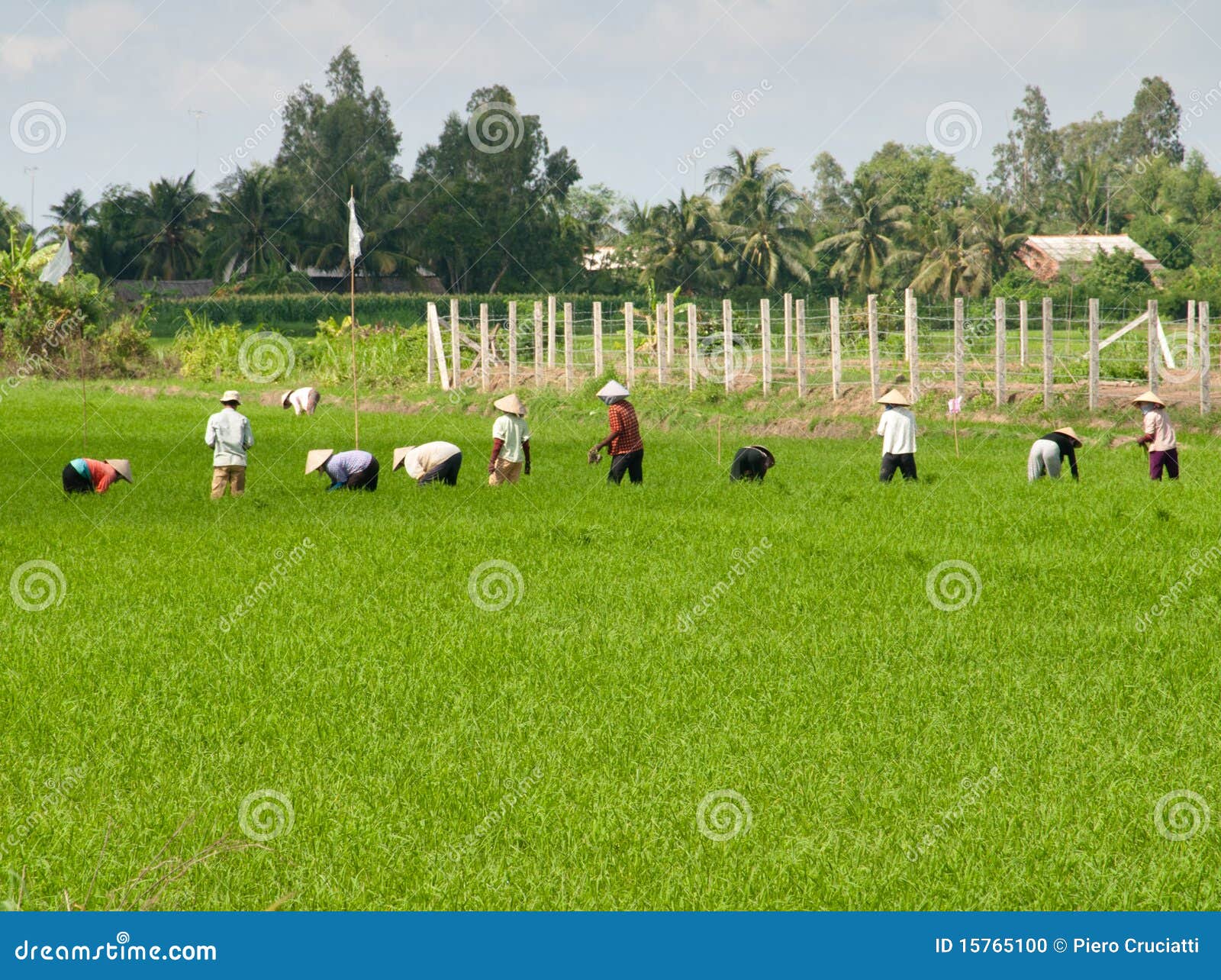 Row of rice paddy workers stock photo. Image of ethnicity - 15765100