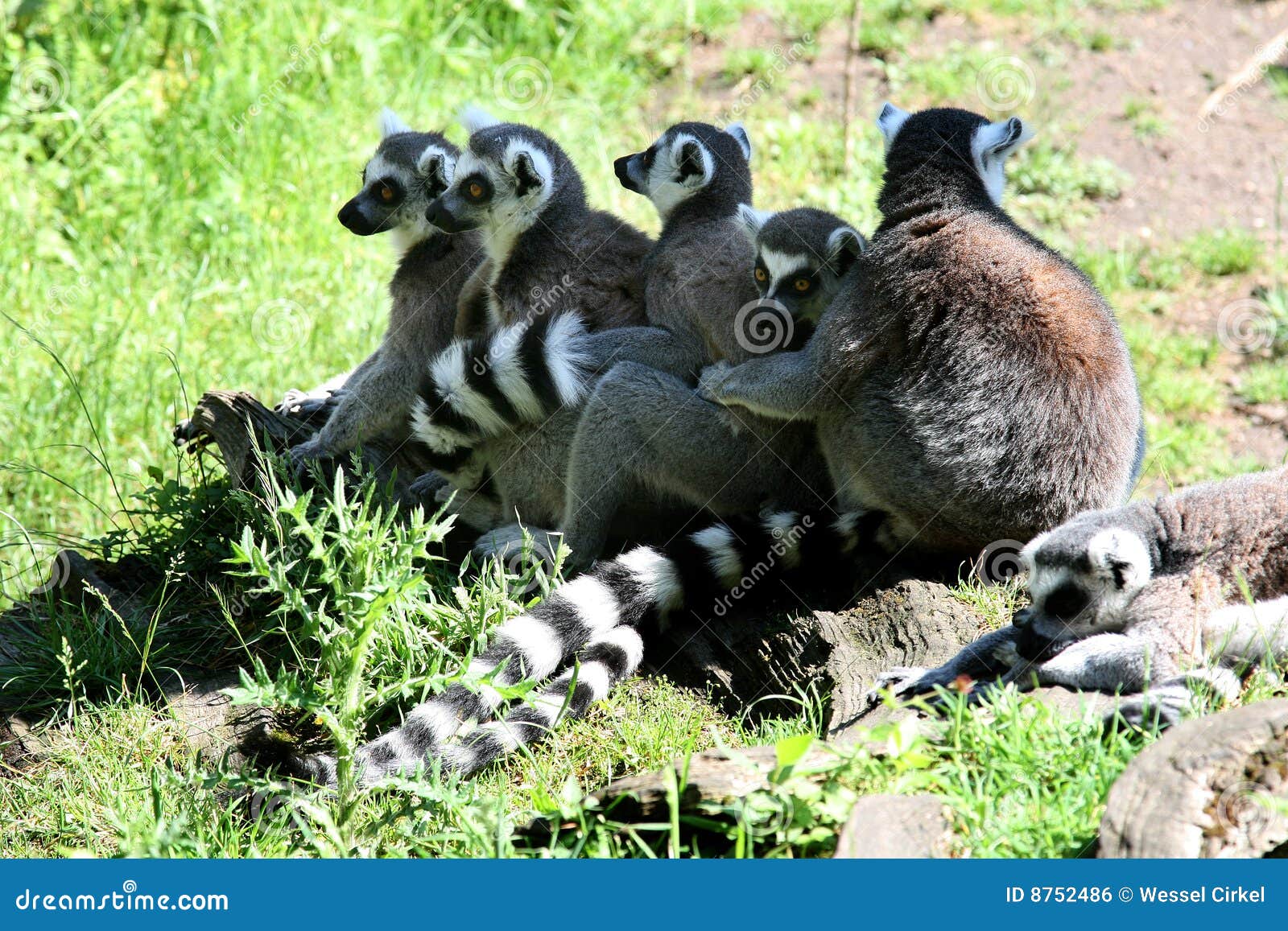 A Row of Ring-tailed Lemur Monkeys Stock Photo - Image of familiarity ...