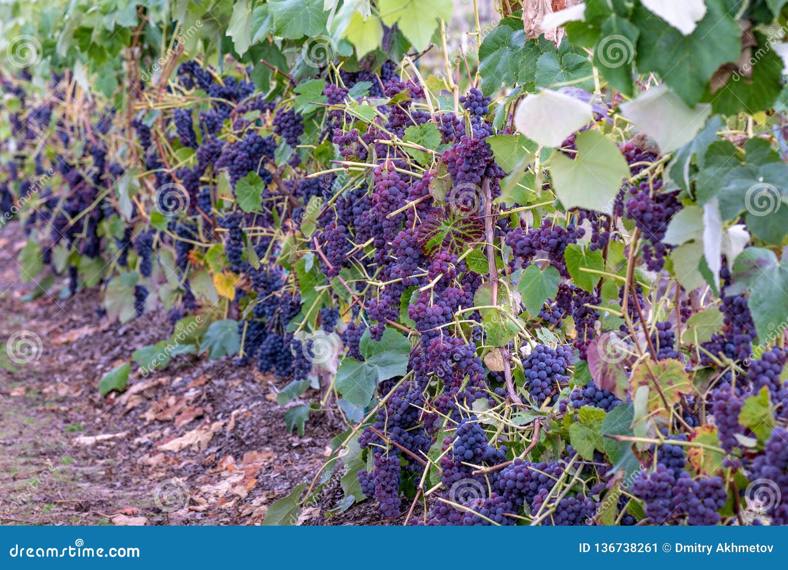 Row of Ripe Dark Purple Grapes Stock Image - Image of plant, dark ...