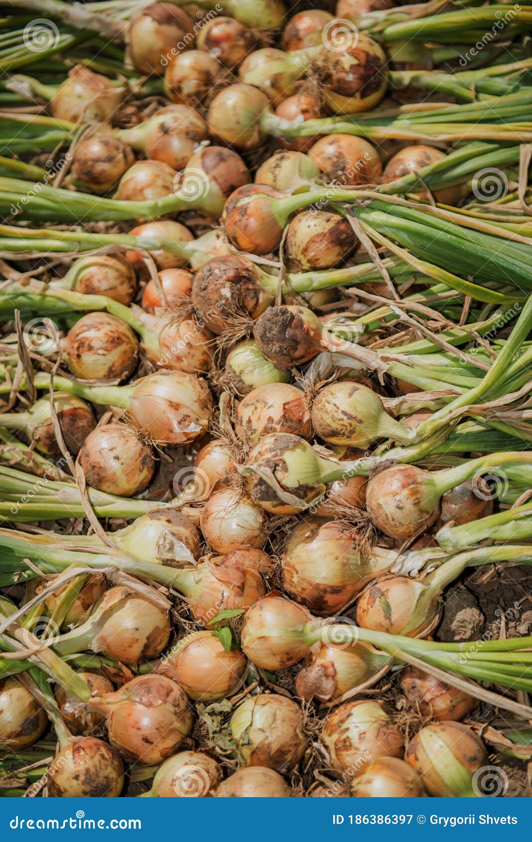 Row of Ripe Onions on Field Stock Image - Image of yellow, farm: 186386397