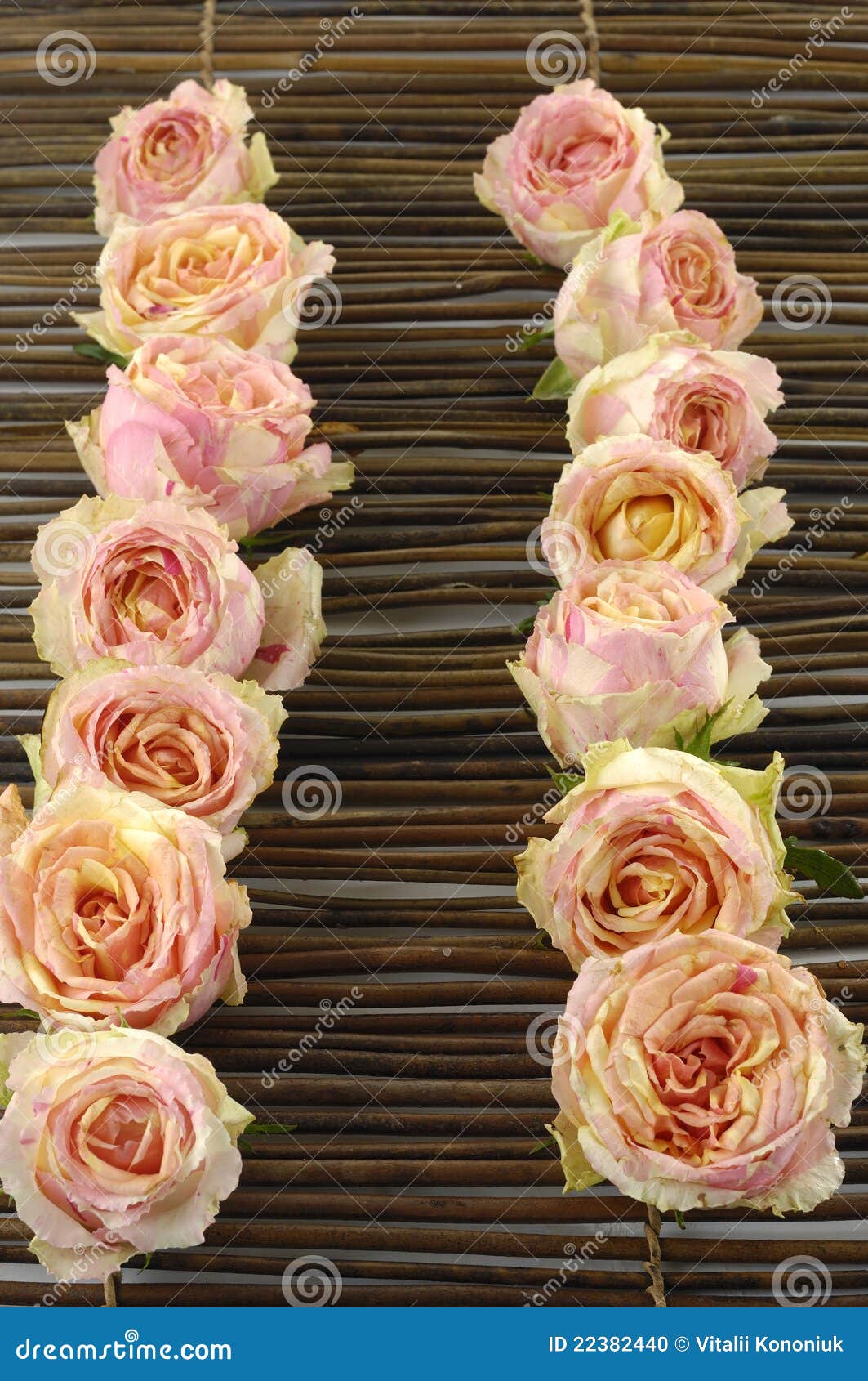Row of rose stock photo. Image of fresh, beauty, freshness - 22382440