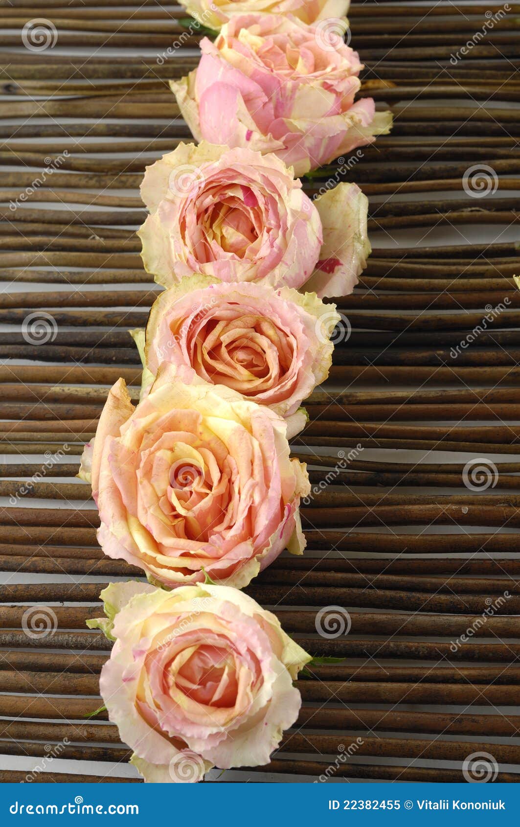 Row of rose stock image. Image of freshness, border, flower - 22382455