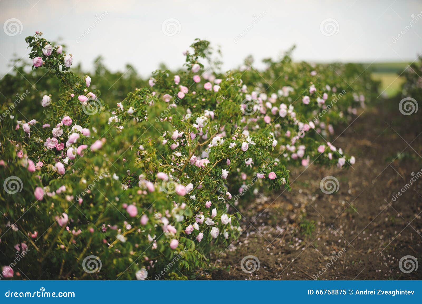 Row of Rose Bushes stock image. Image of color, pattern - 66768875