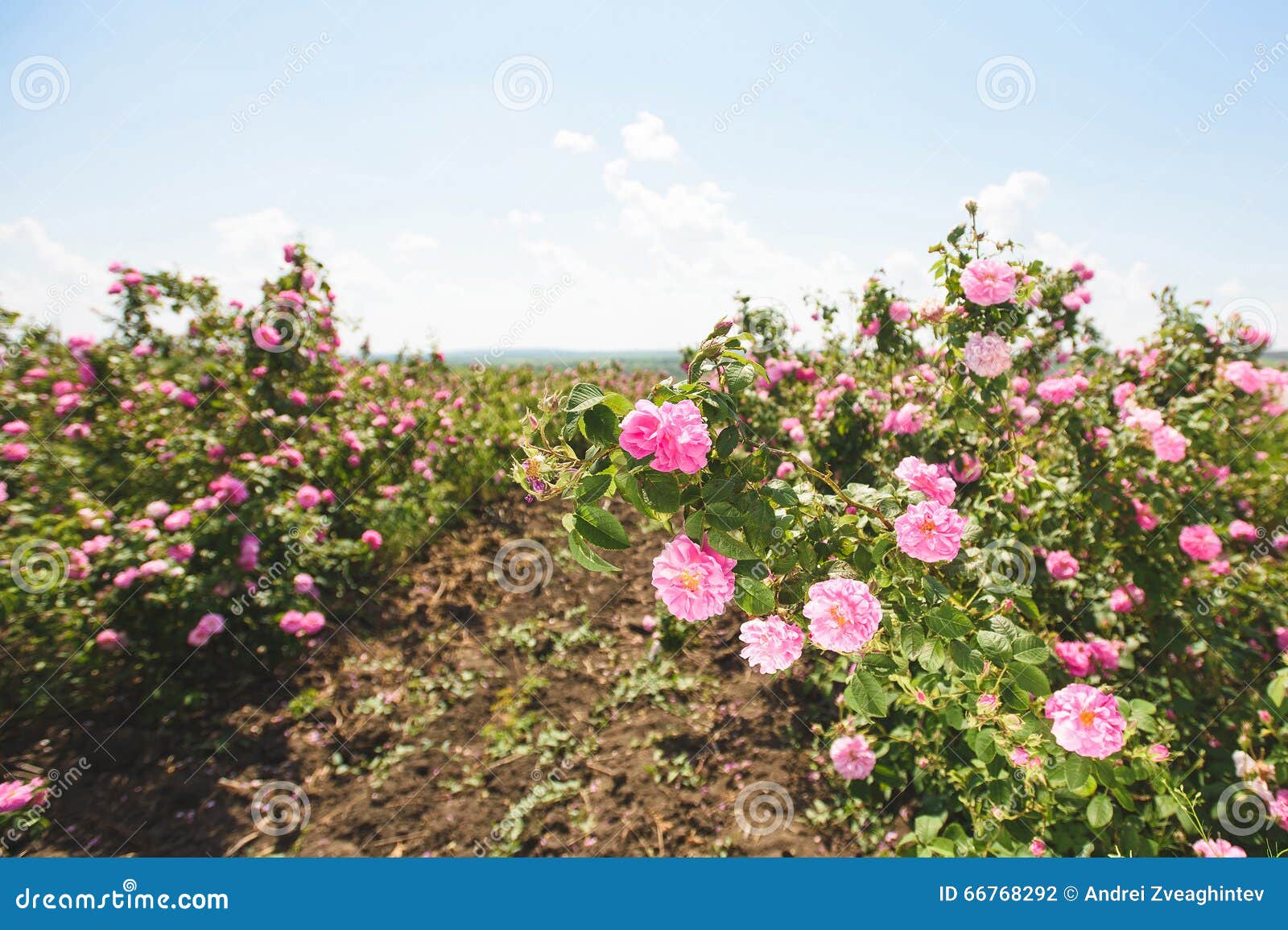 Row of Rose Bushes stock photo. Image of plant, crop - 66768292