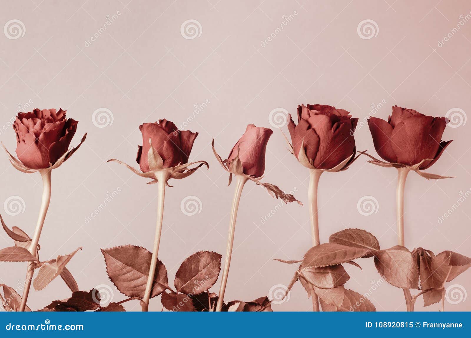 Row of Roses in Muted Copper Red Hues Stock Image - Image of copy ...