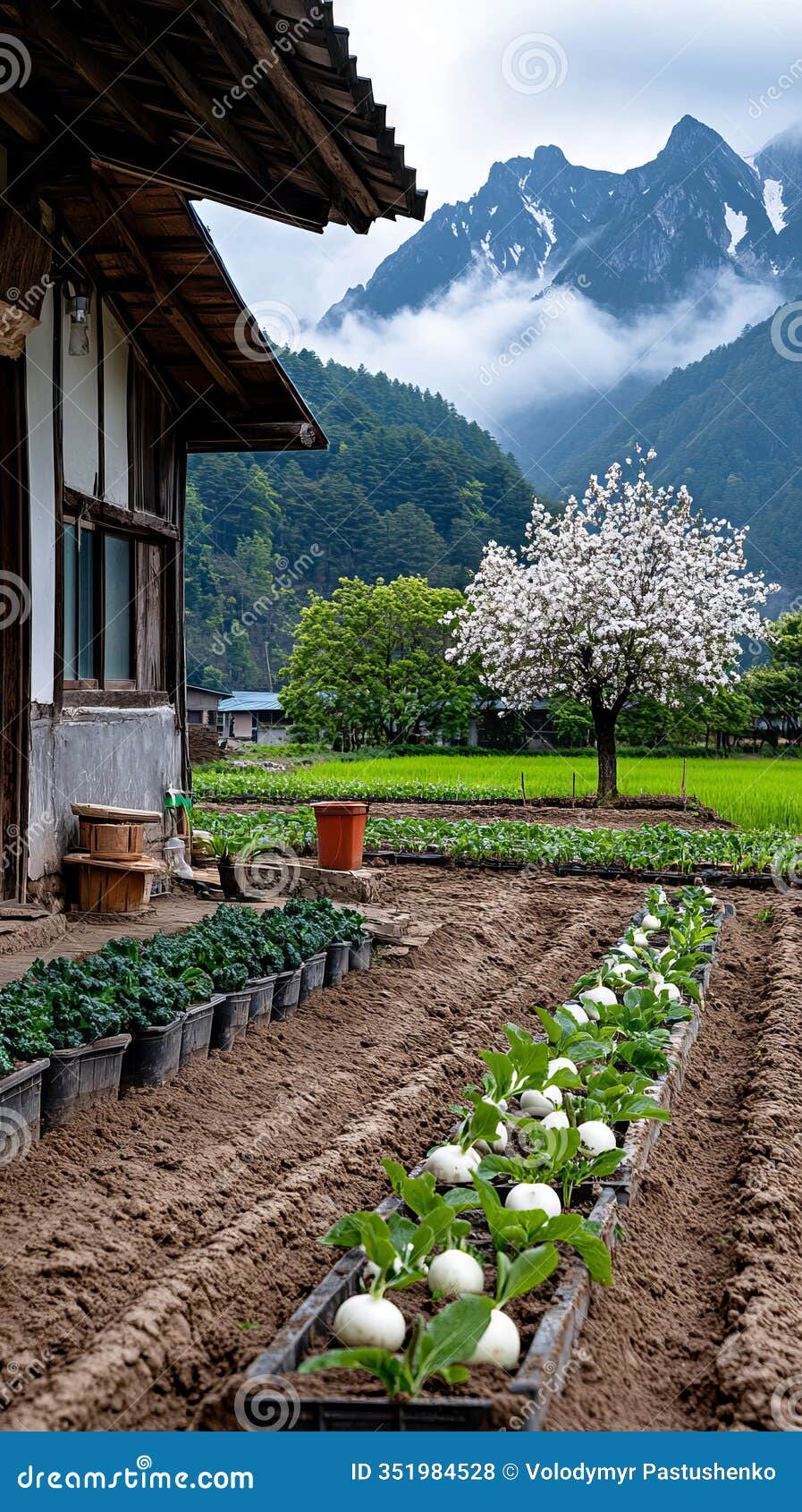 A Row of Rows of Vegetables in a Field with Mountains in the Background ...