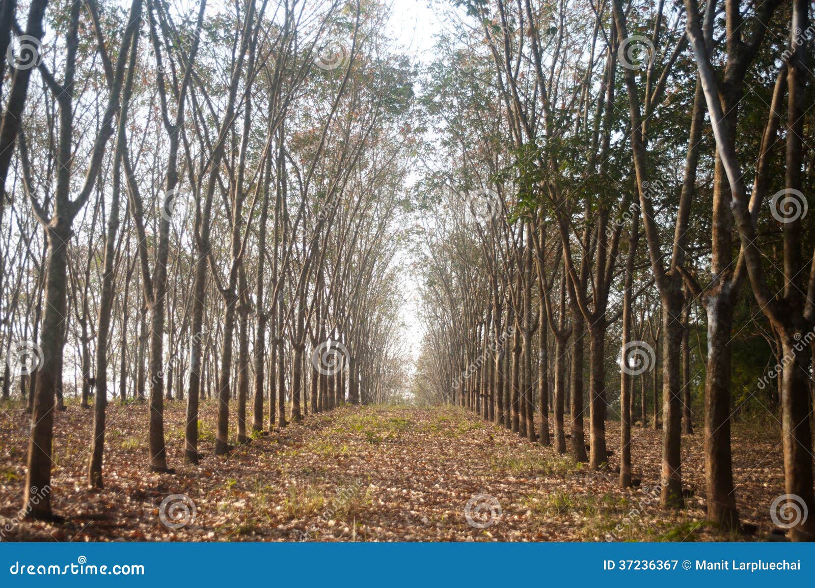 Row of rubber tree. stock image. Image of crop, fresh - 37236367