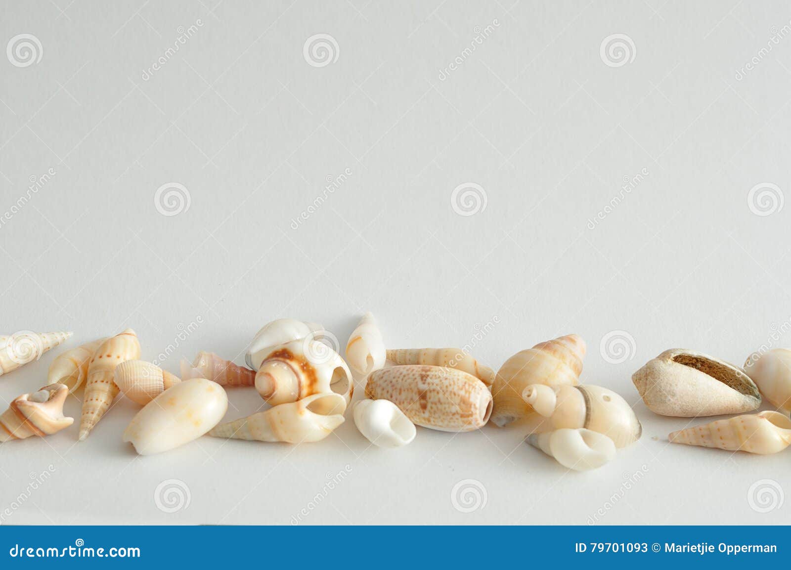 A row of seashells stock image. Image of white, seashells - 79701093
