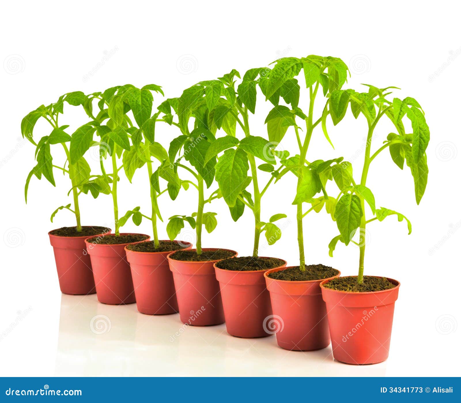 A Row of Seedling Tomato in Pots Stock Image - Image of background ...