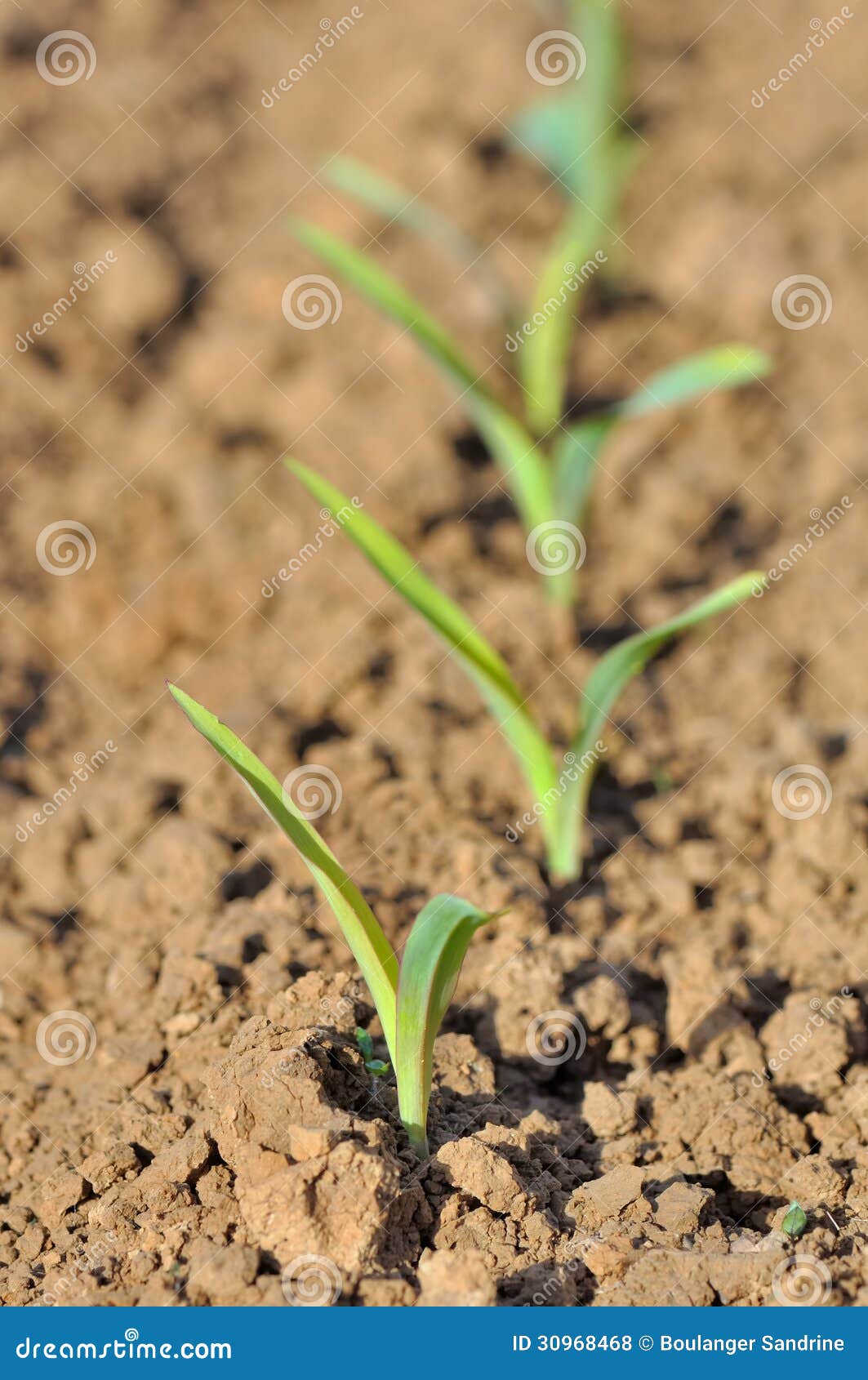 Row of seedlings of corn stock photo. Image of crop, sprout - 30968468