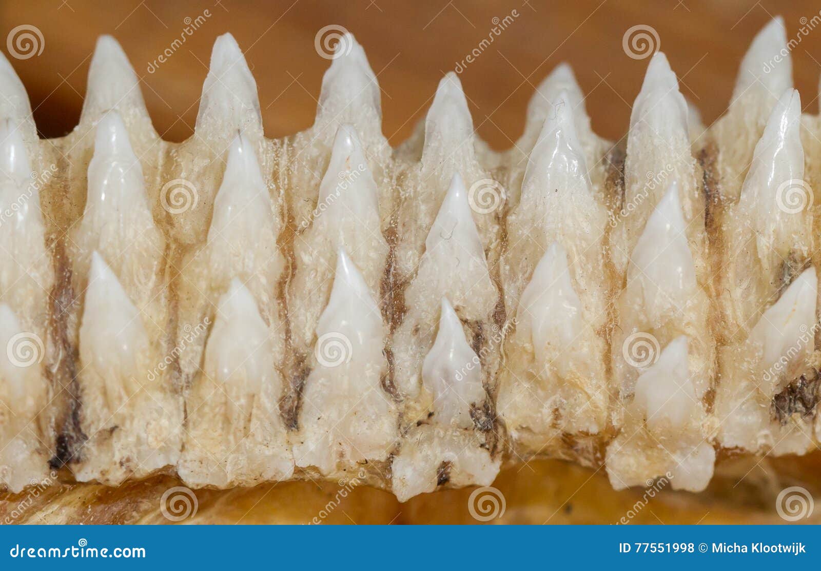 Row of shark teeth in jaw stock photo. Image of carnivore - 77551998