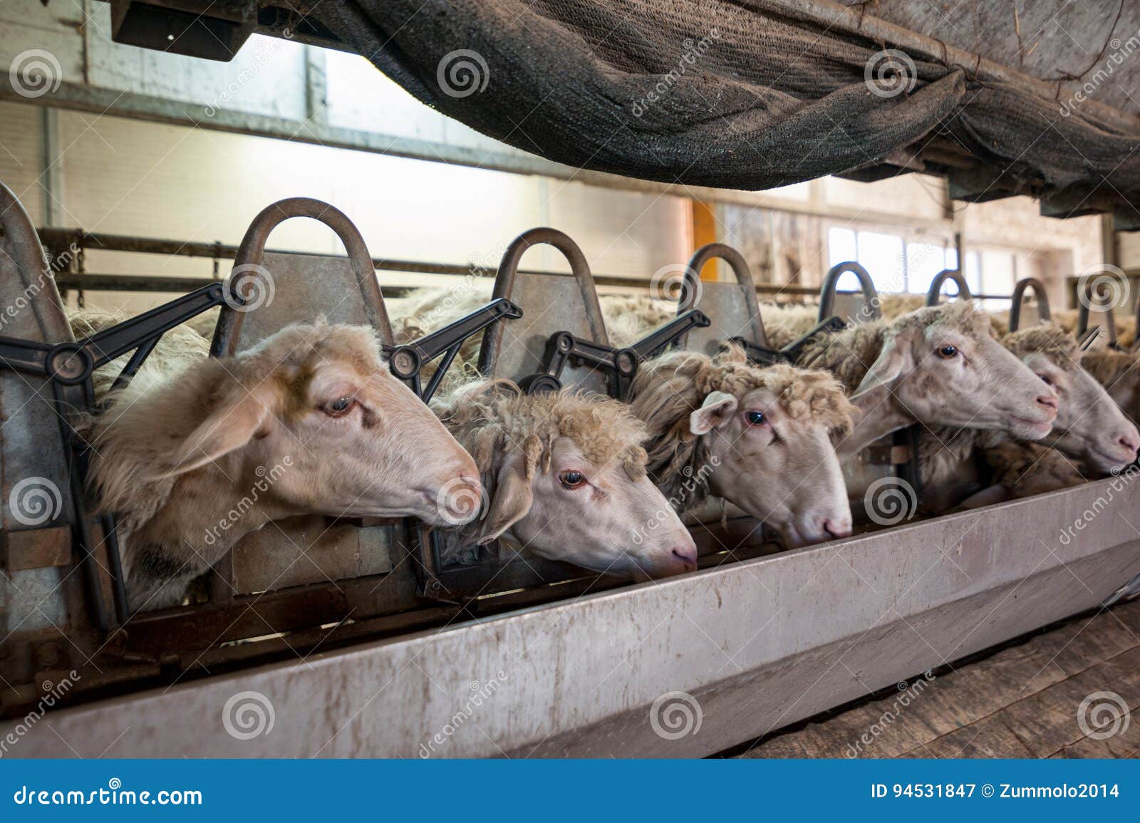 A Row Of Sheep At The Milking Machine Royalty-Free Stock Photography ...