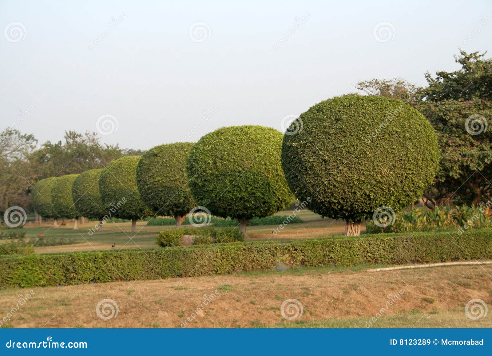 Row of Shrubby Spheres stock image. Image of garden, bushes - 8123289