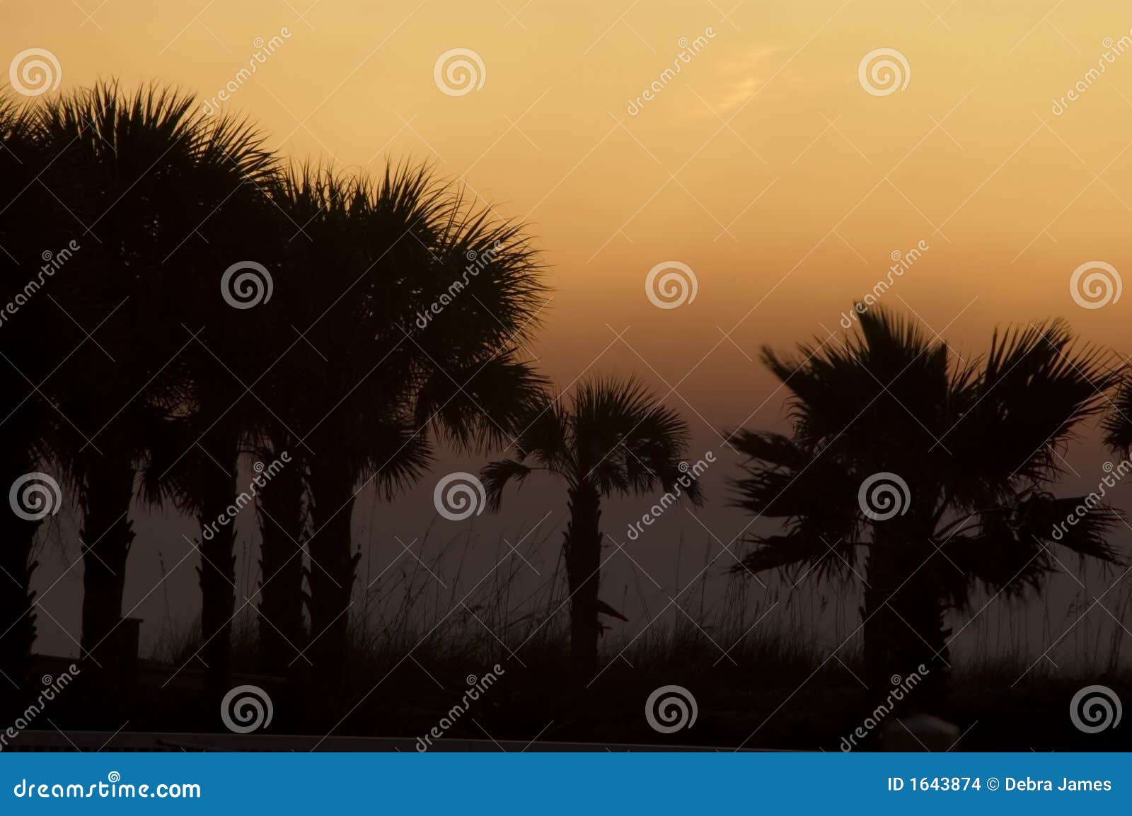 Row of Silhouetted Palm Trees Stock Photo - Image of water, silhouette ...