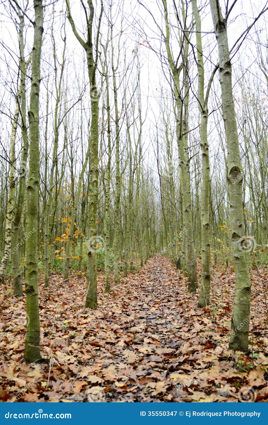 Row of Silver Ash trees stock image. Image of fall, leaf - 35550347