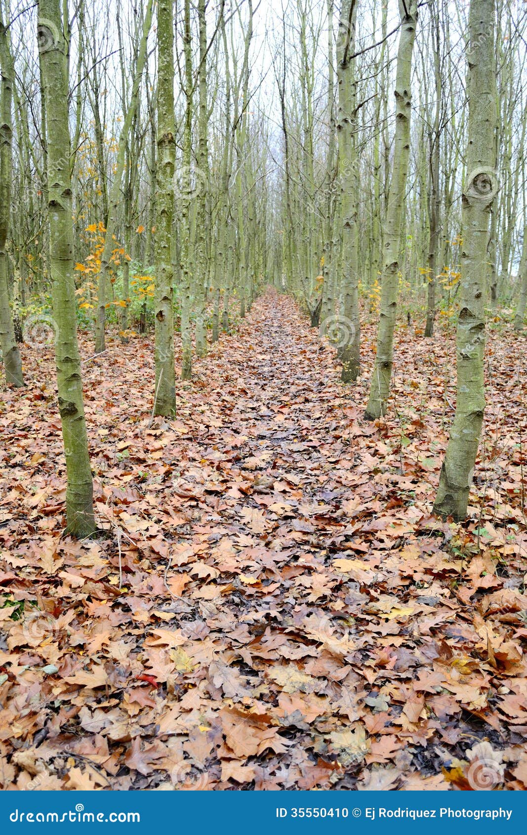 Row of Silver Ash trees stock photo. Image of forest - 35550410