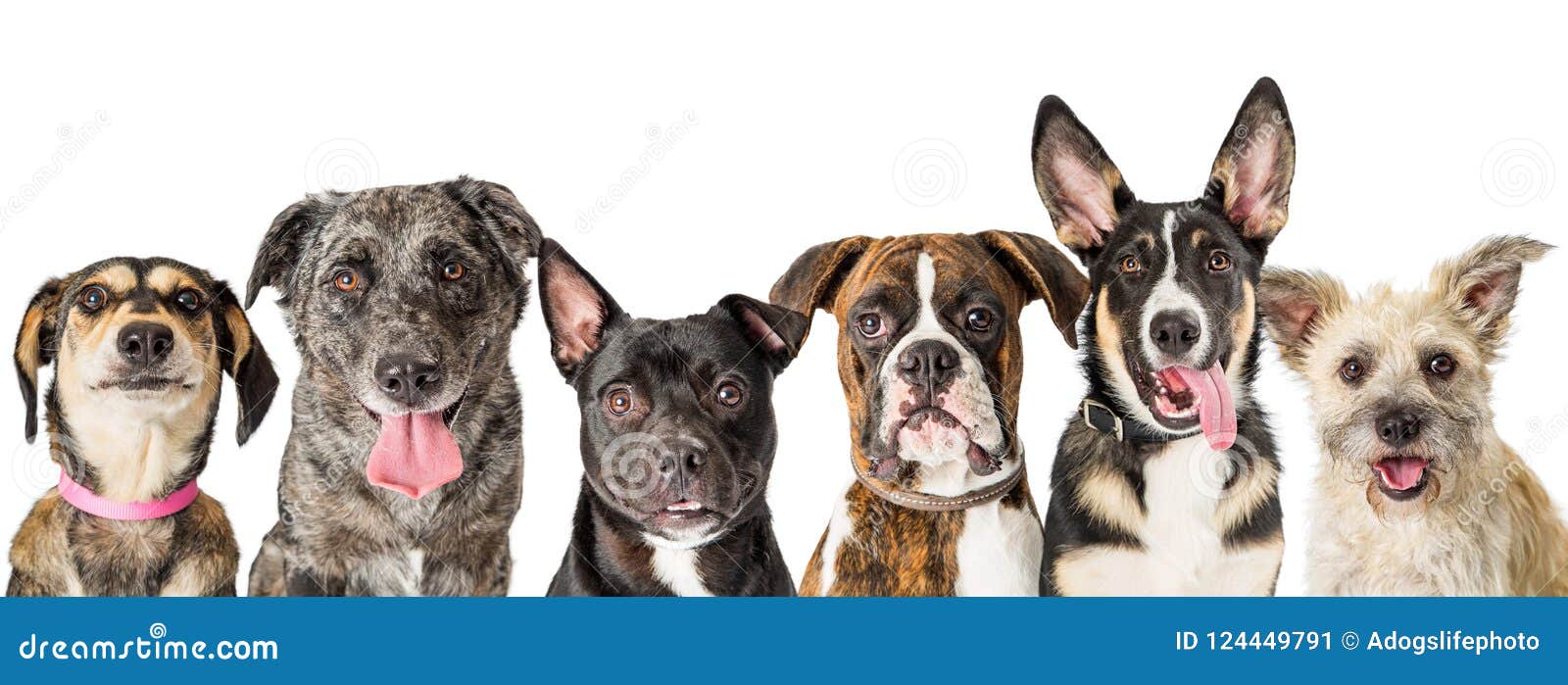 Row of Cute Mixed Breed Dog Faces Stock Image - Image of group ... Row of Cute Mixed Breed Dog Faces Stock Image - Image of group ...