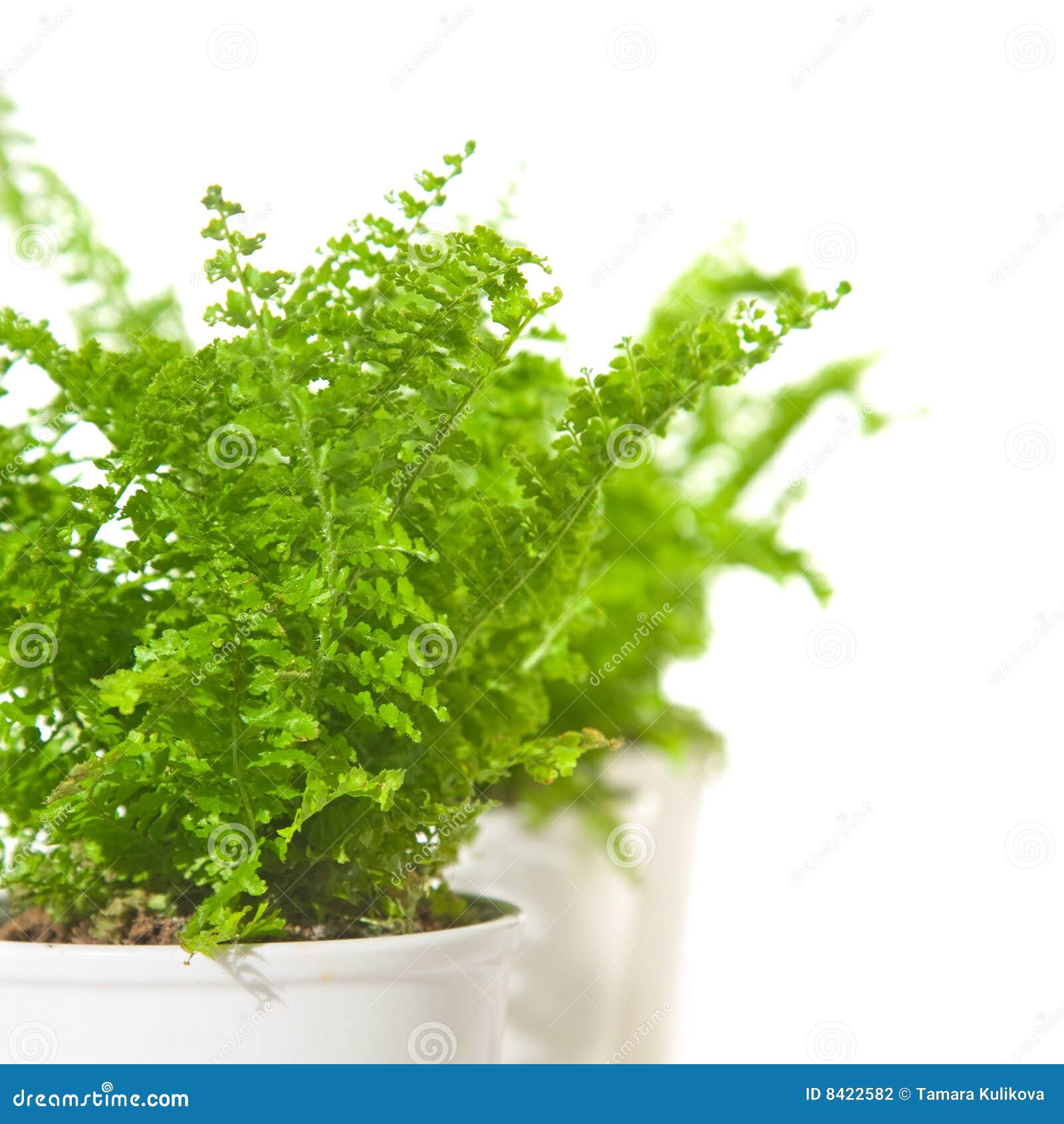 Row Of Small Ferns Stock Photography - Image: 8422582