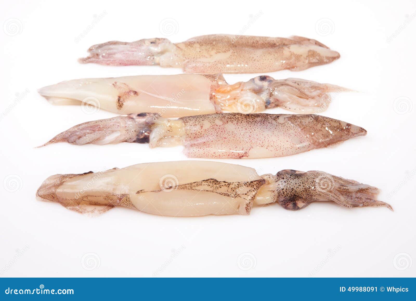 Row of Small Freshly Squids Stock Image - Image of squid, vulgaris ...