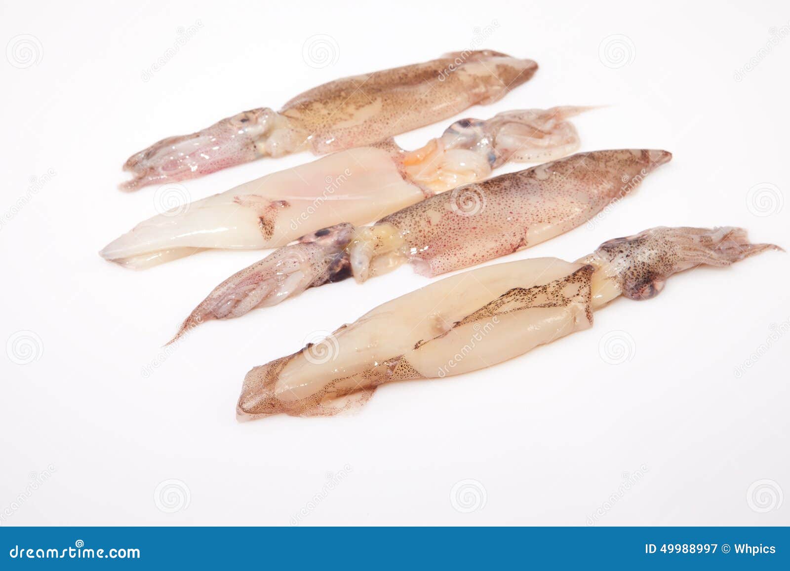 Row of Small Freshly Squids Stock Image - Image of squid, marine: 49988997