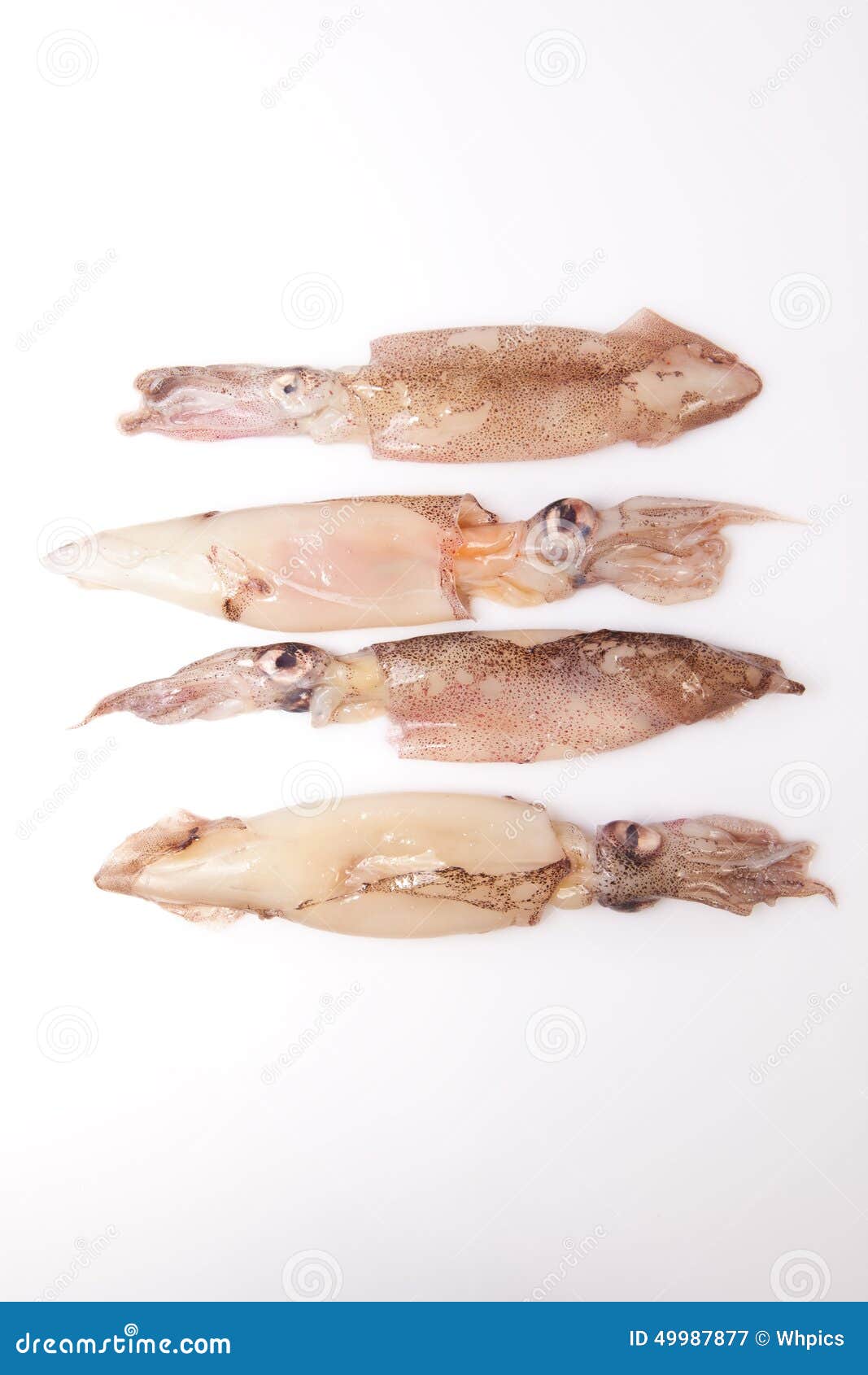 Row of Small Freshly Squids Stock Image - Image of gruop, animal: 49987877