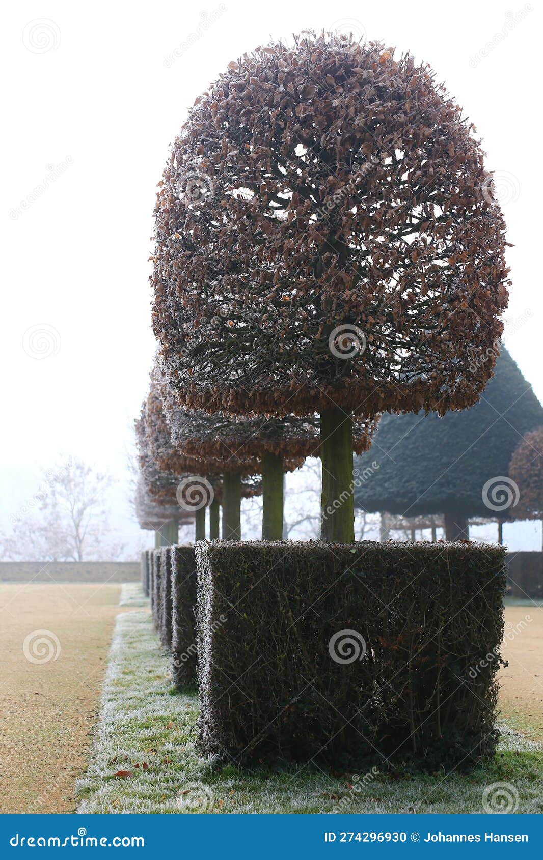 Row of Small Topiary Trees and Hedges in Winter Stock Photo - Image of ...