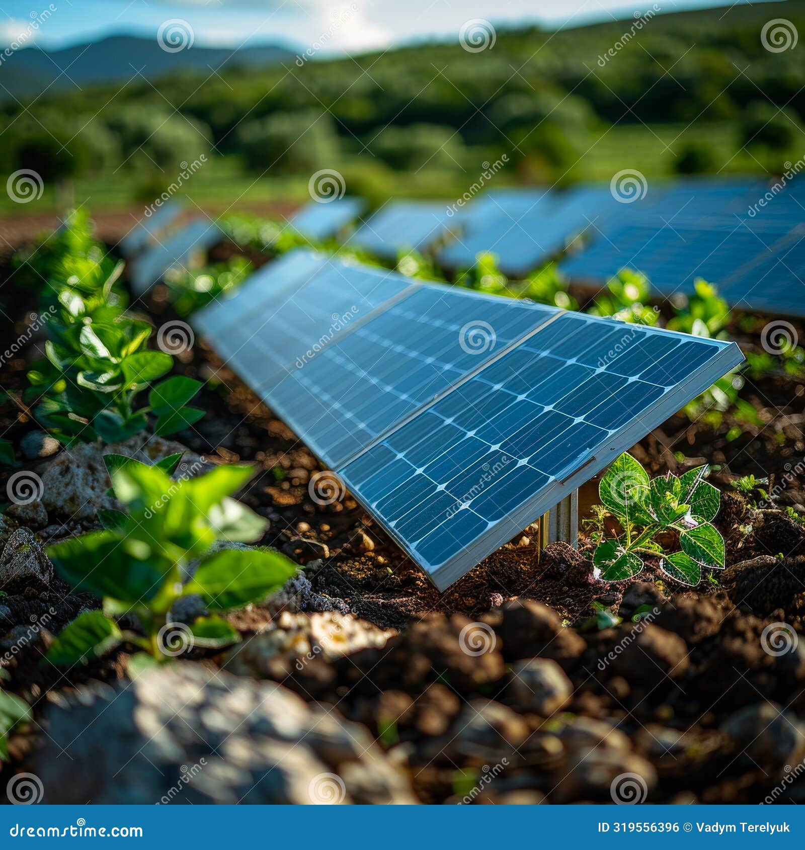 A Row of Solar Panels are in a Field of Plants Stock Photo - Image of ...