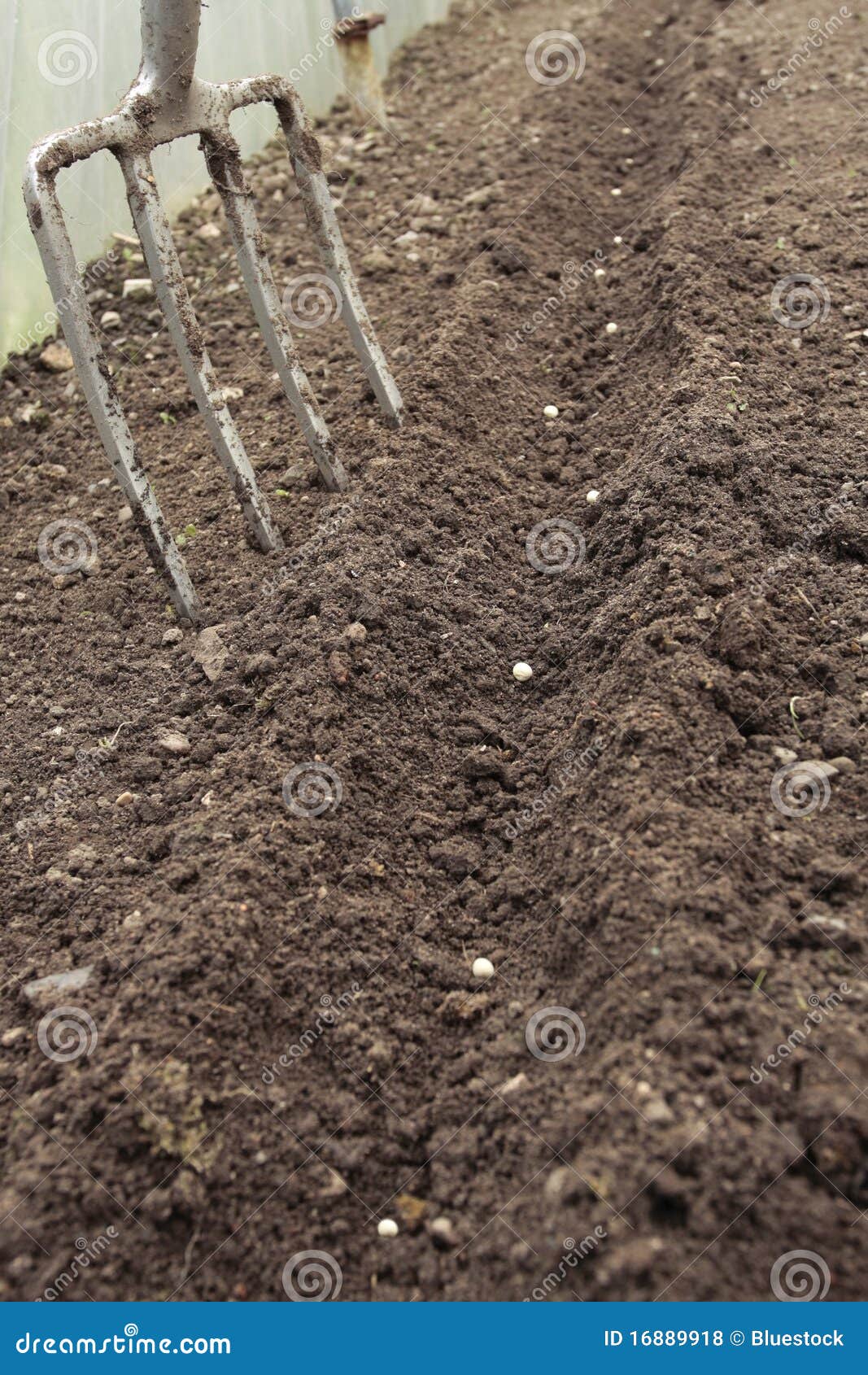 Row of Sowed Peas in Greenhouse in Spring Stock Photo - Image of earth ...
