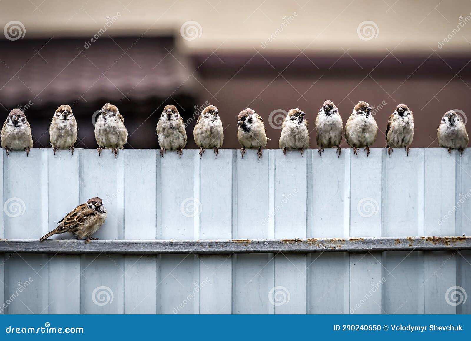 Row of Sparrows on the Fence Stock Photo - Image of nature, themes ...