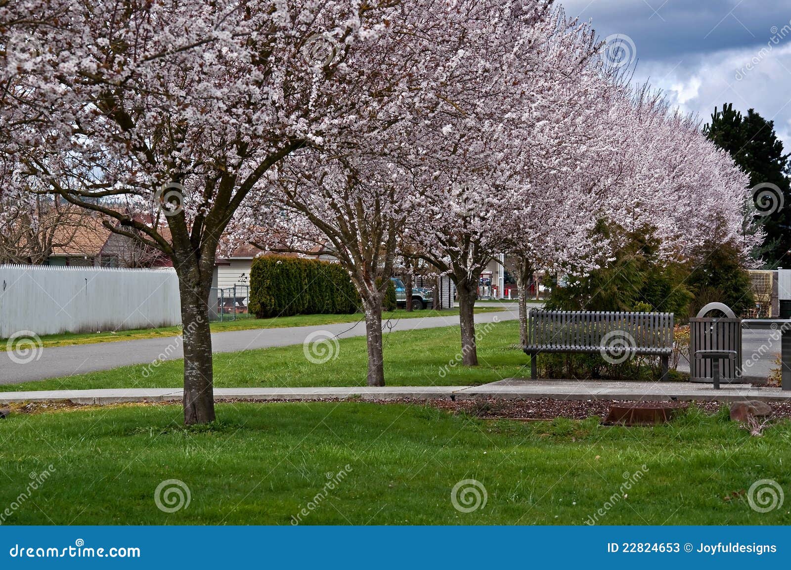 Row of Spring Blooming Cherry Trees in Town Stock Image - Image of town ...