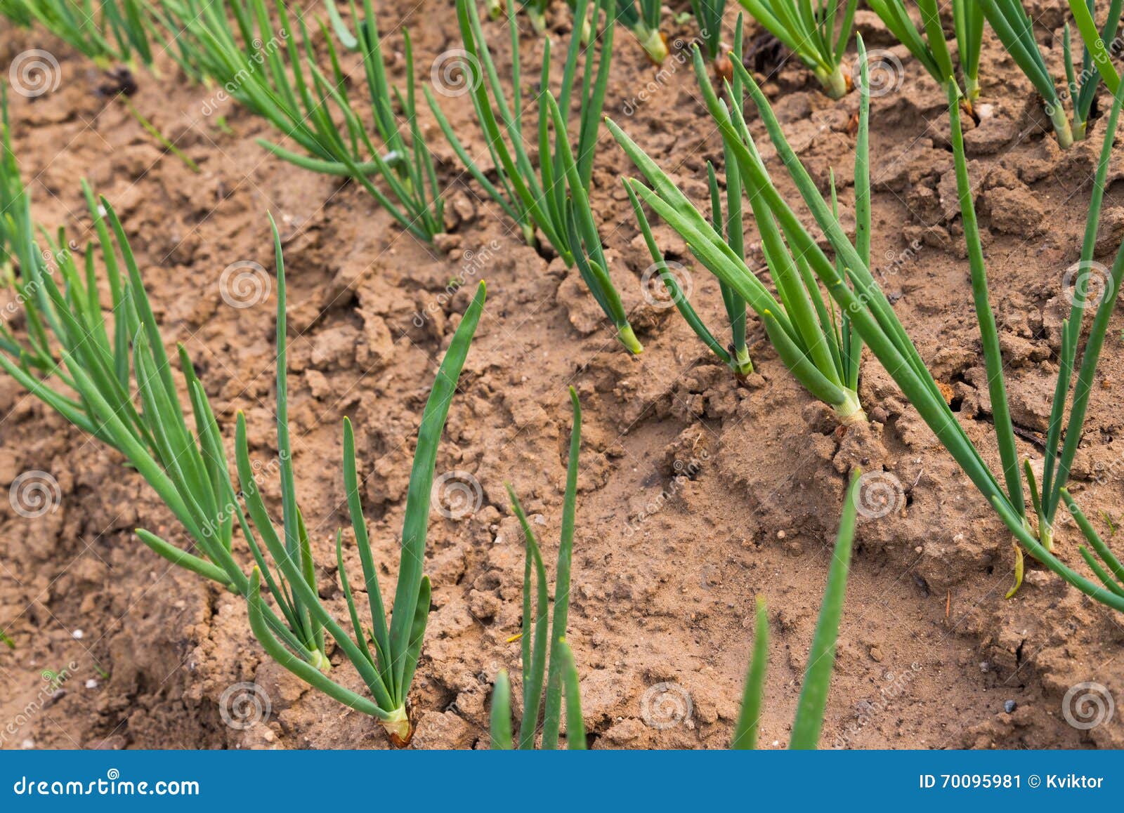 Row of Spring Onion Sprouts in Vegetable Garden Stock Image - Image of ...