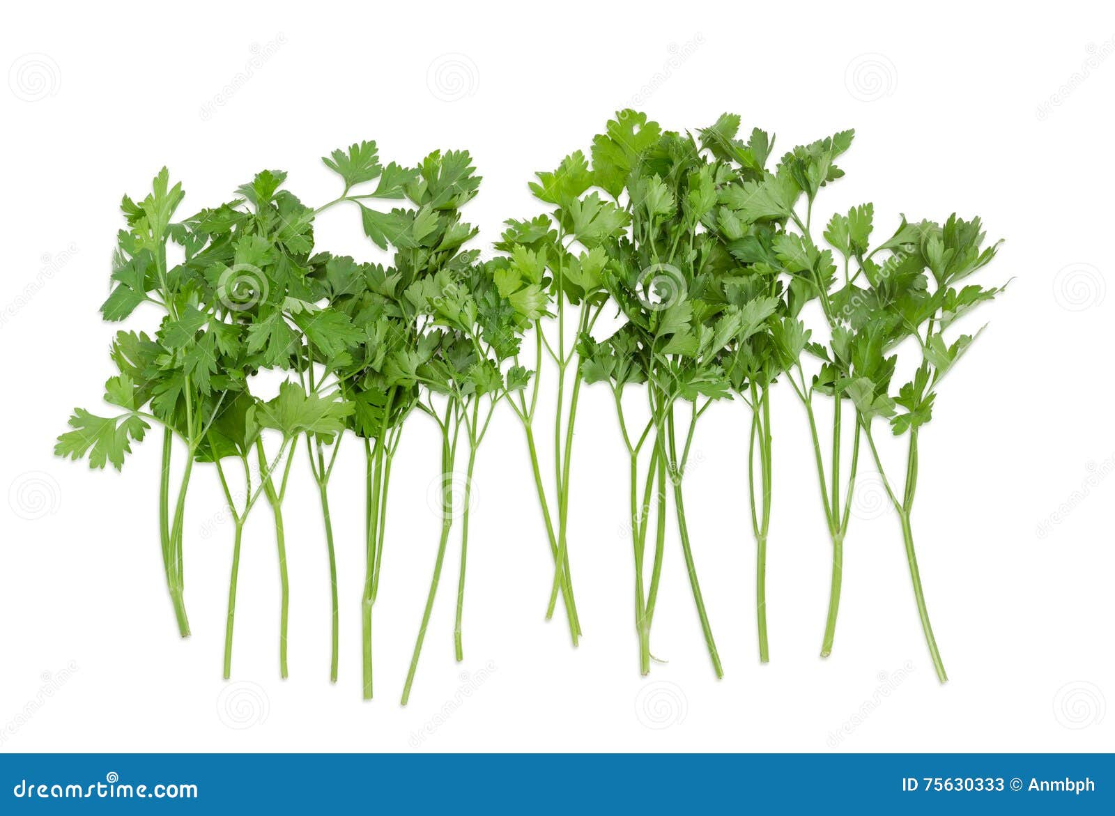 Row of Stems of Parsley on a Light Background Stock Image - Image of ...