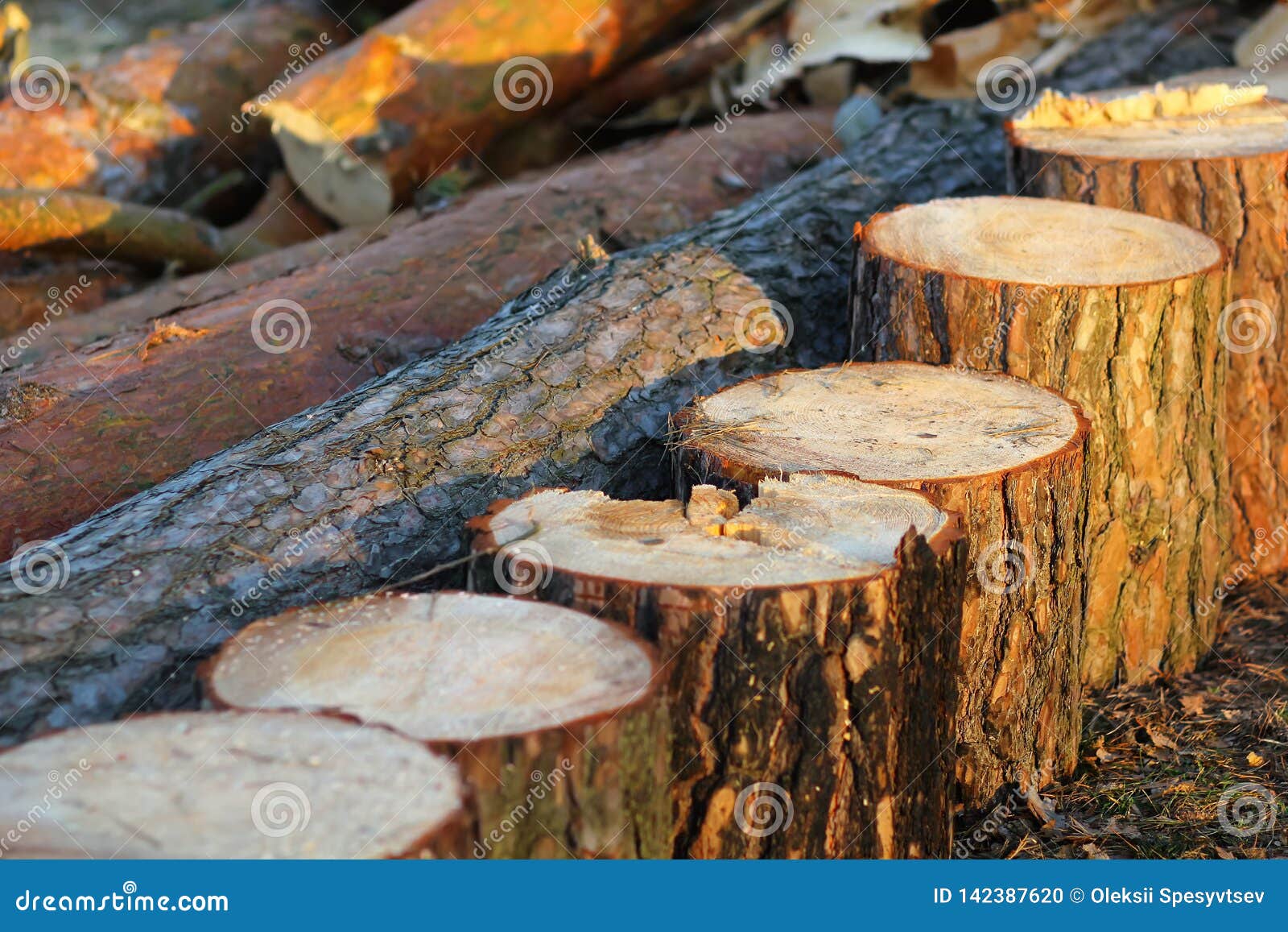 Row of Stumps after a Freshly Cut Pine Tree, Forest Stock Photo - Image ...