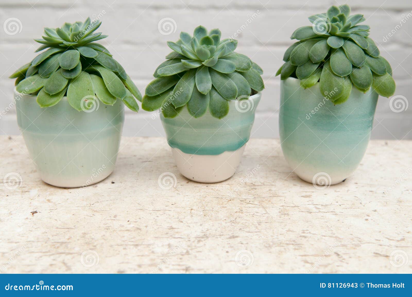 Row of Succulent Plants on a White Desk Stock Image - Image of fresh ...