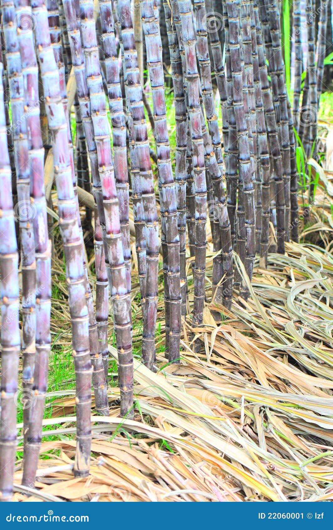 Row of sugar cane stock image. Image of closeup, agriculture - 22060001
