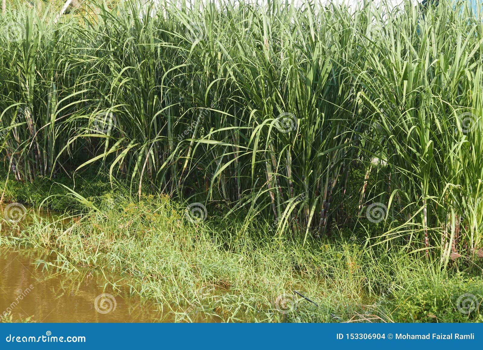 A Row of Sugar Cane Plant by the River Stock Photo - Image of texture ...