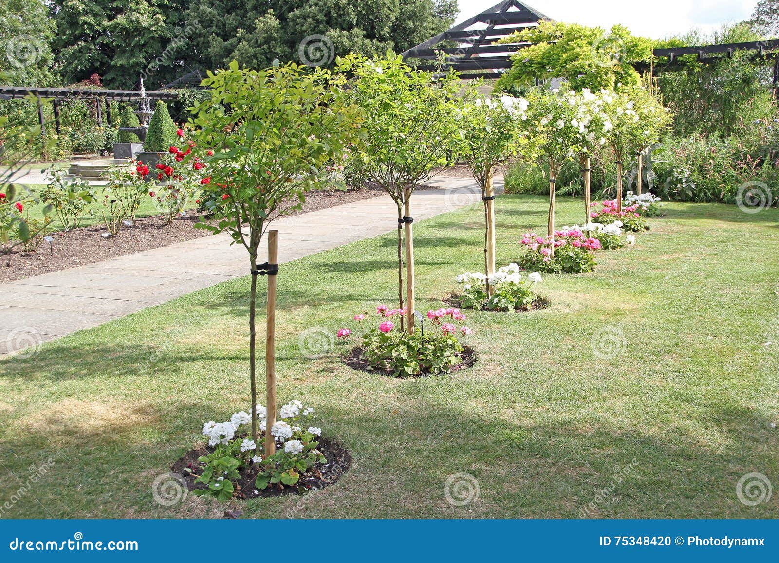 Row of summer rose bushes stock photo. Image of park - 75348420
