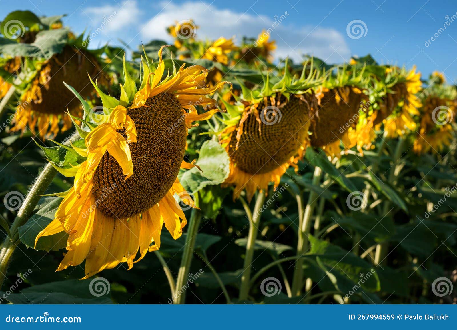 Sunflower Heads at the Field Stock Image - Image of blossom, petals ...