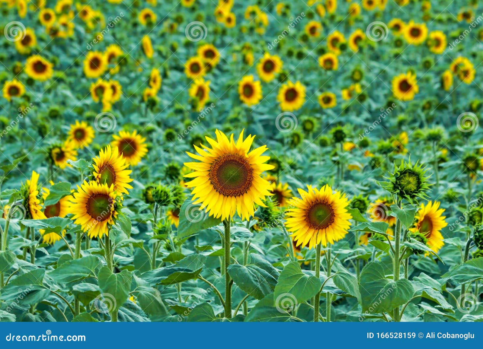 Row after Row of Sunflowers in the Sunflower Field in Turkey Stock ...