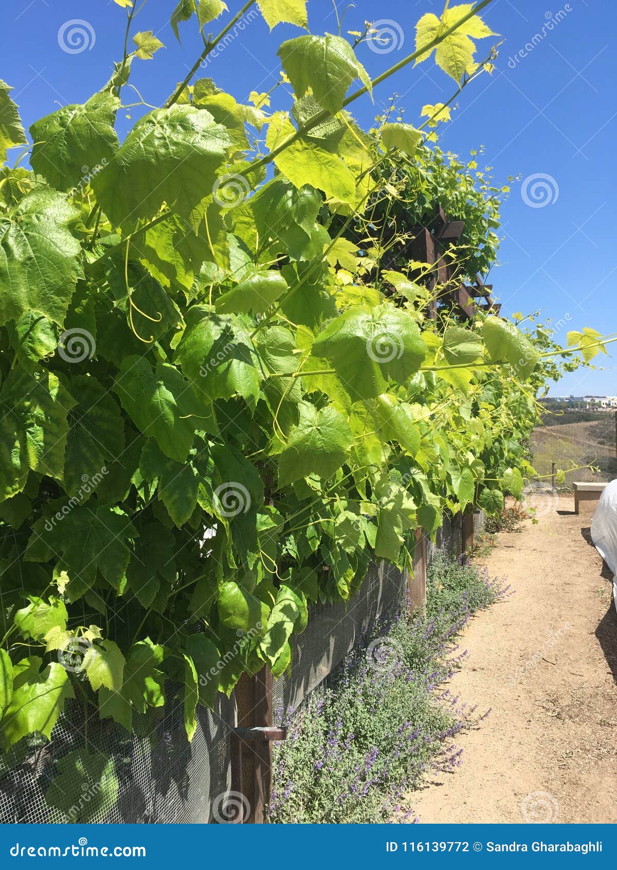 Row of Tall Grape Vines stock photo. Image of grape - 116139772