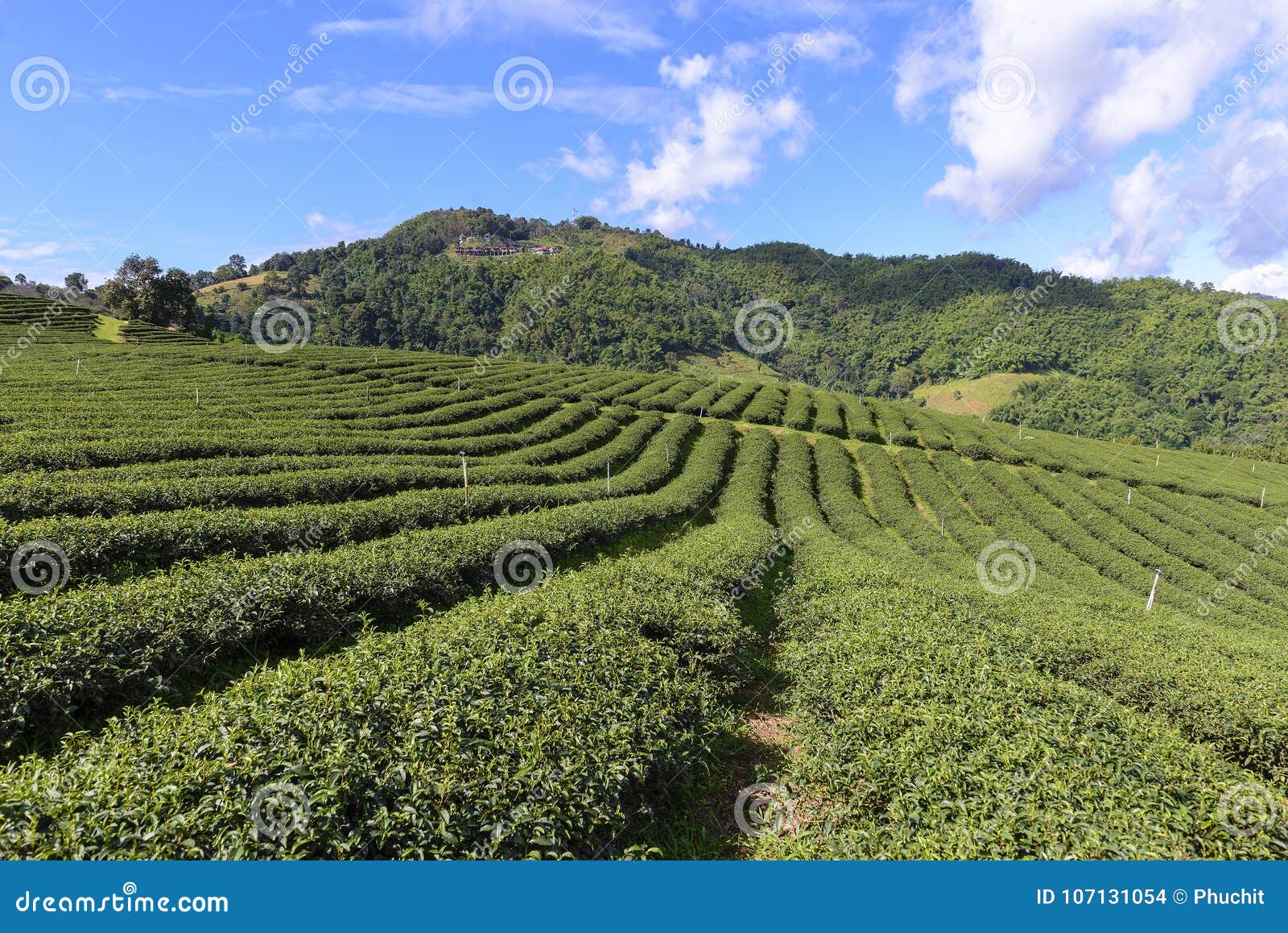 The row of the tea farm stock photo. Image of organic - 107131054