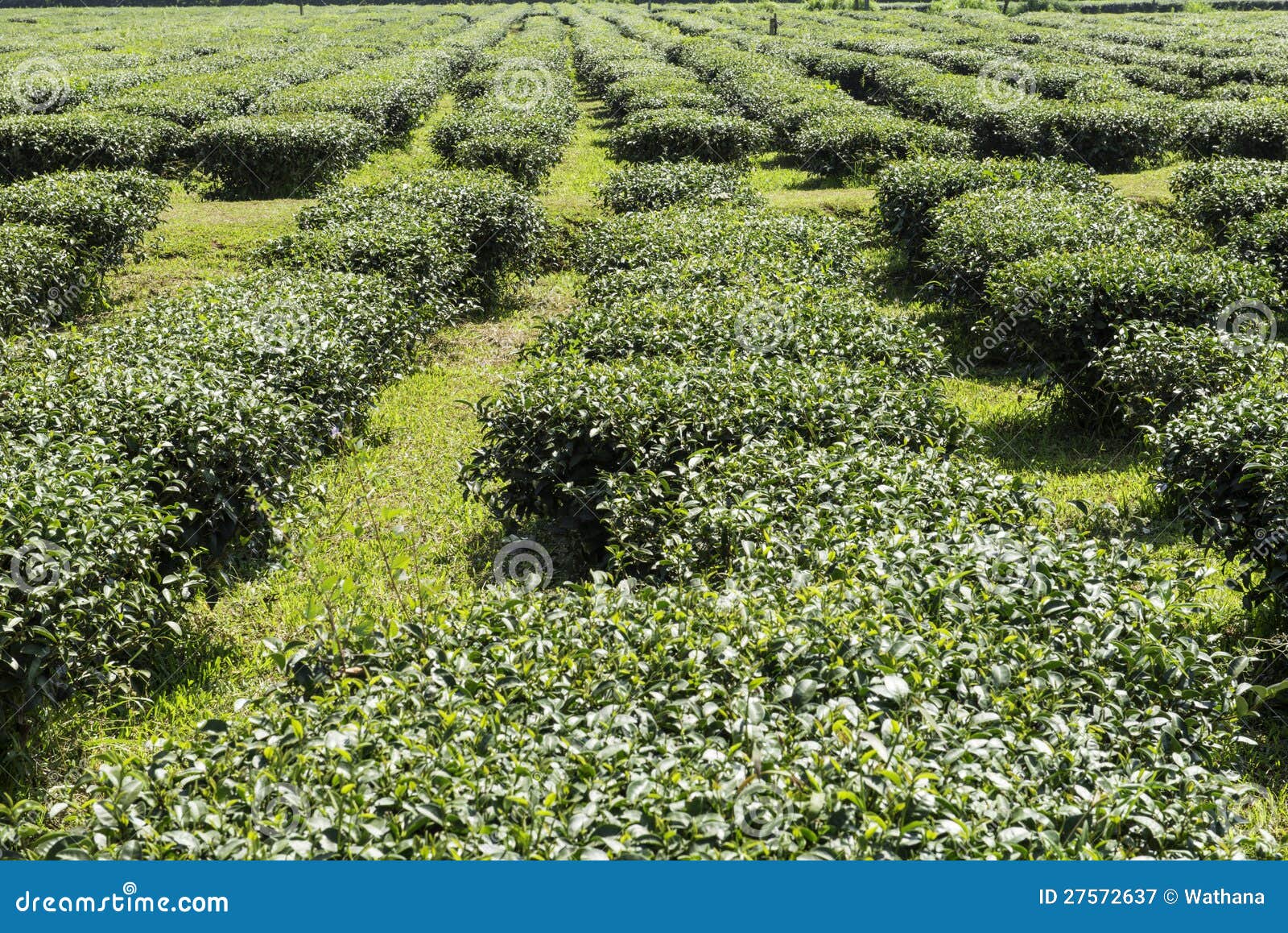 Row of Tea in Field stock image. Image of agriculture - 27572637