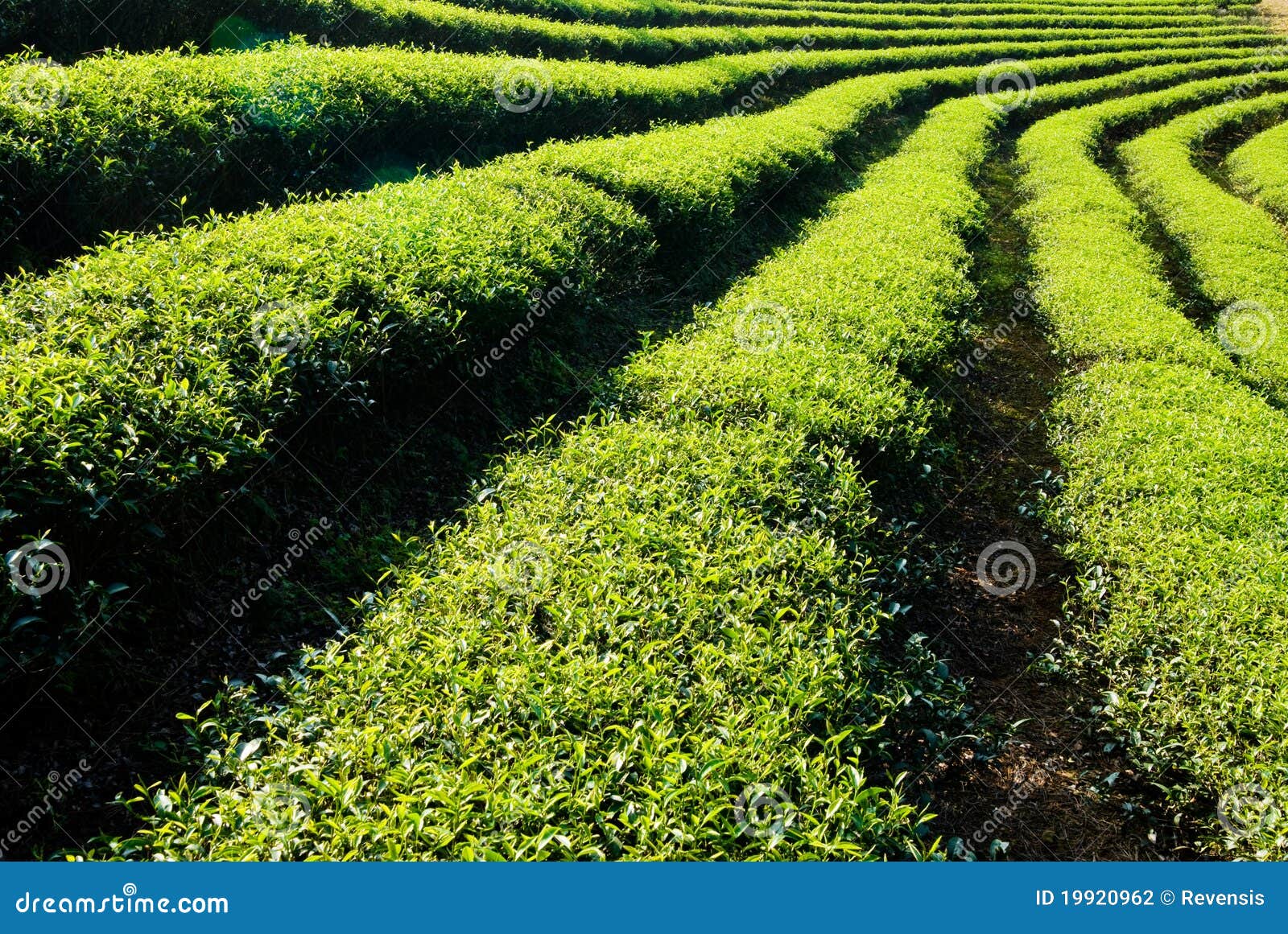 Row of tea trees stock photo. Image of leaf, green, meadow - 19920962