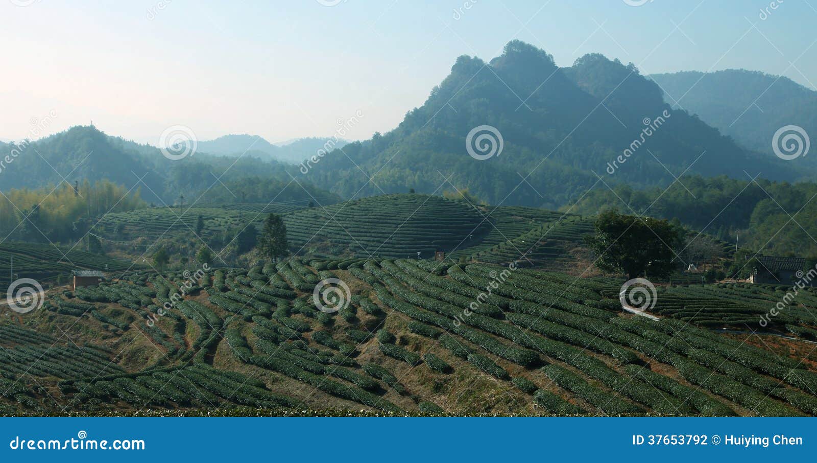 Row of tea trees in farm stock photo. Image of mountain - 37653792