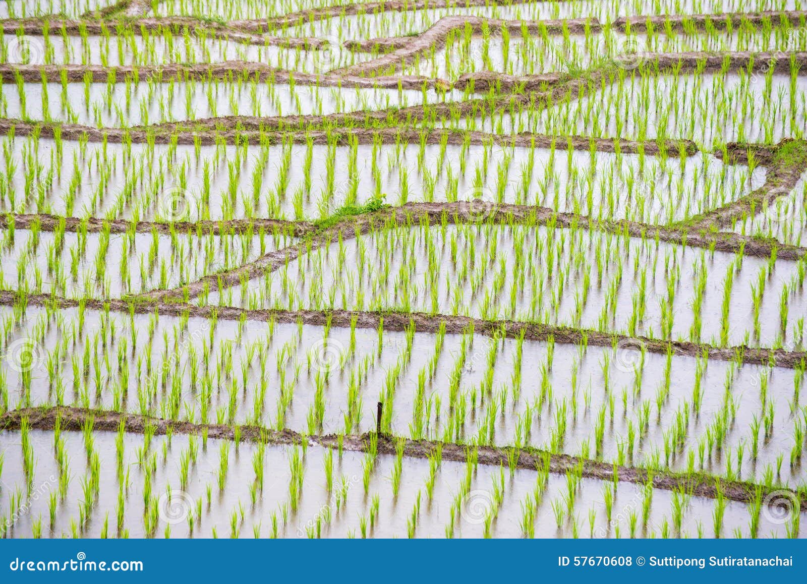 Row of Texture of Rice Terraces Stock Photo - Image of fresh, country ...