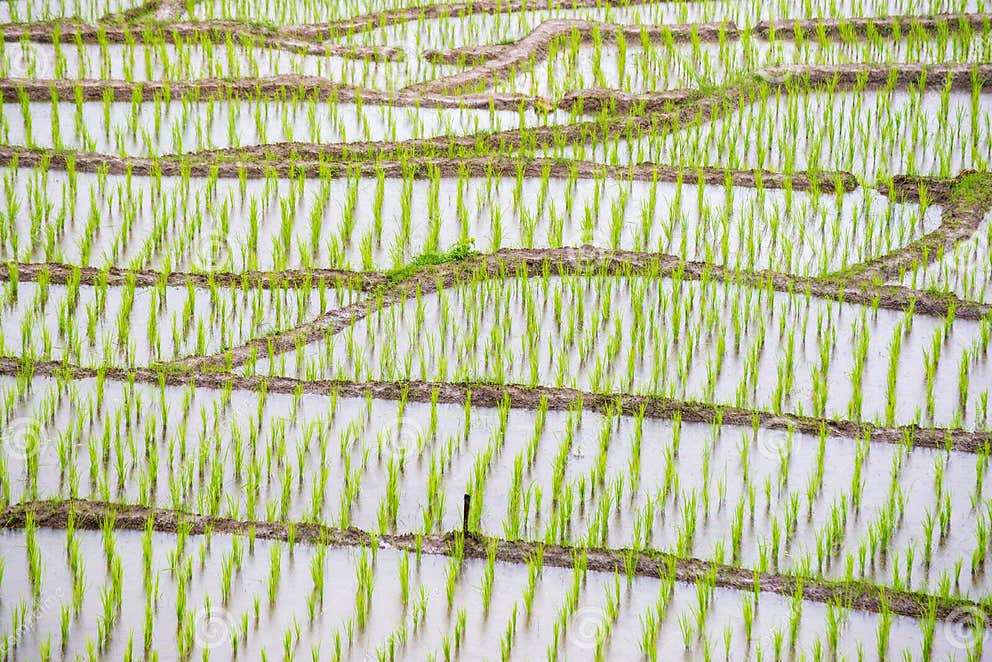 Row of Texture of Rice Terraces Stock Photo - Image of fresh, country ...